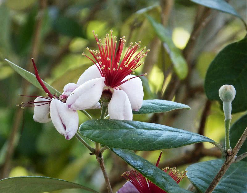Acca sellowiana: Identification, Health Benefits, Uses, Invasive ...