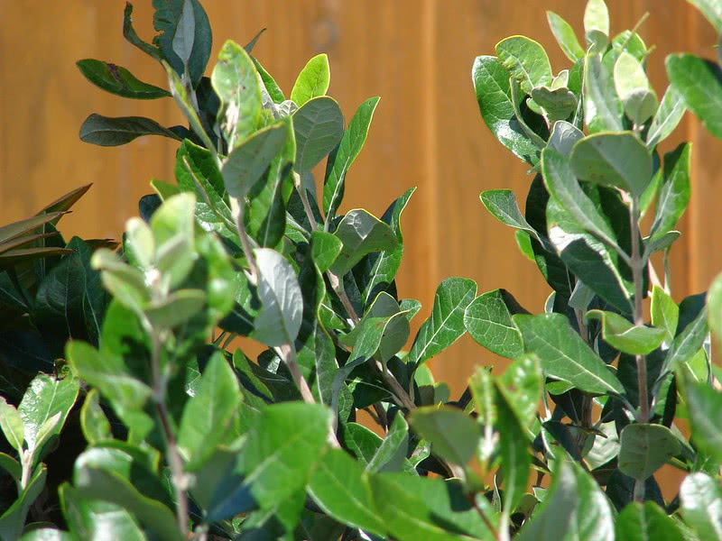 Acca sellowiana: Identification, Health Benefits, Uses, Invasive ...