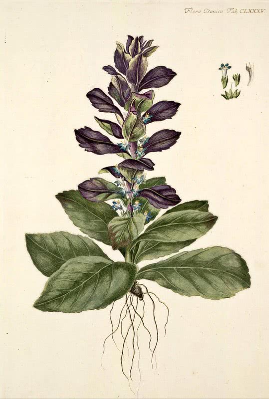 Ajuga pyramidalis: Identification, Health Benefits, Uses, Invasive ...