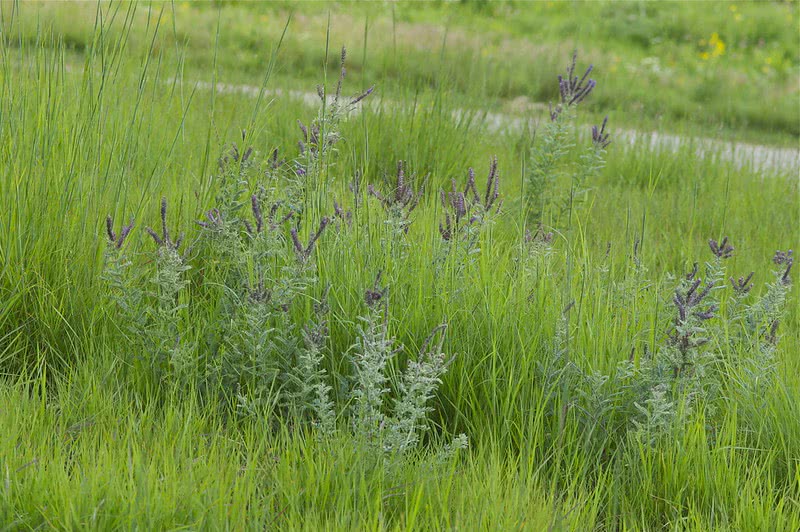 Amorpha canescens: Identification, Health Benefits, Uses, Invasive ...