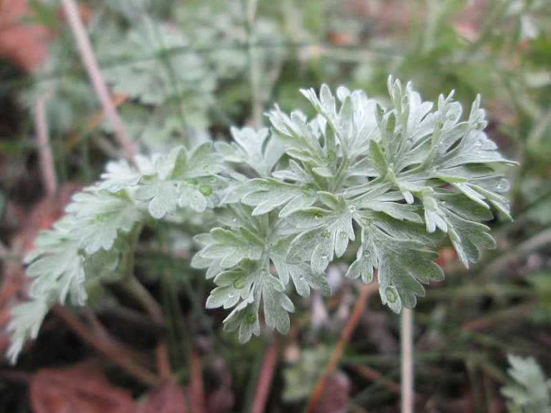 Artemisia absinthium: Identification, Health Benefits, Uses, Invasive ...