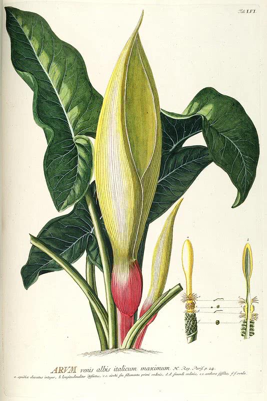 Arum maculatum: Identification, Health Benefits, Uses, Invasive ...