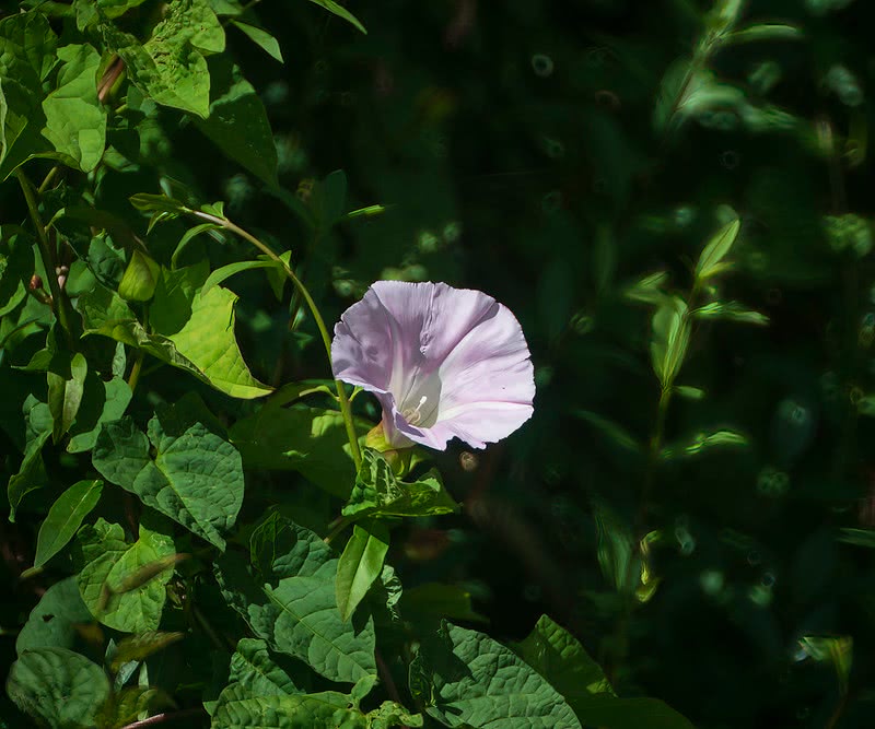 Calystegia sepium: Identification, Health Benefits, Uses, Invasive ...