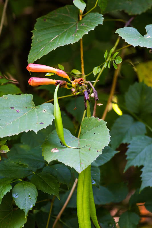 Campsis radicans: Identification, Health Benefits, Uses, Invasive ...