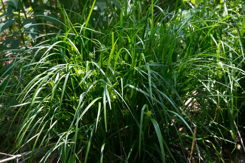 Carex grayi: Identification, Health Benefits, Uses, Invasive Concerns ...