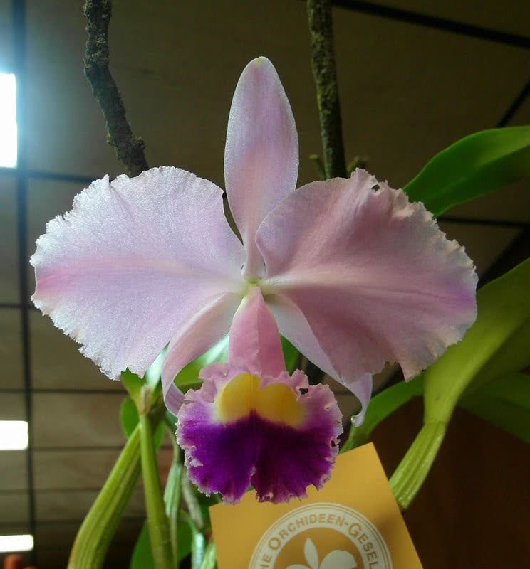 Cattleya trianae: Identification, Health Benefits, Uses, Invasive ...