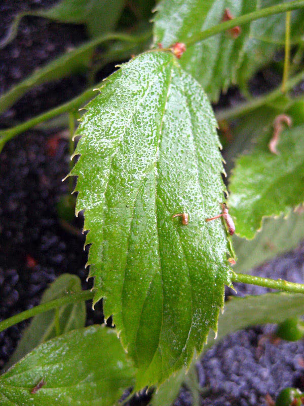 Celtis sinensis: Identification, Health Benefits, Uses, Invasive ...