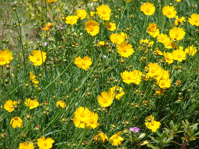 Coreopsis lanceolata: Identification, Health Benefits, Uses, Invasive ...
