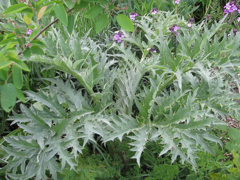 Cynara cardunculus: Identification, Health Benefits, Uses, Invasive ...