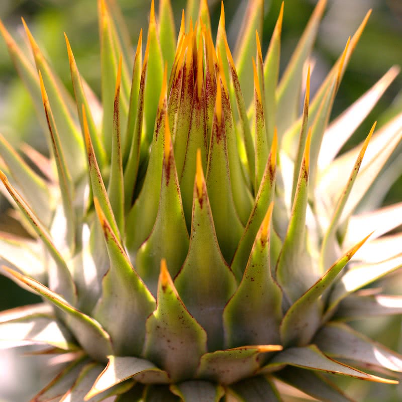 Cynara cardunculus: Identification, Health Benefits, Uses, Invasive ...