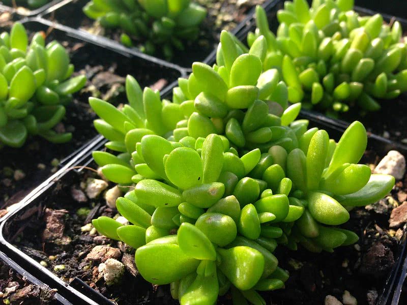 Delosperma nubigenum: Identification, Health Benefits, Uses, Invasive ...