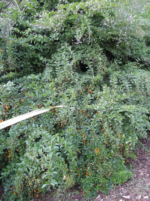 Duranta erecta: Identification, Health Benefits, Uses, Invasive ...