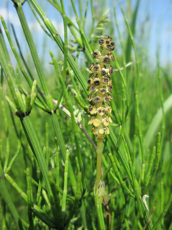 Equisetum arvense: Identification, Health Benefits, Uses, Invasive ...