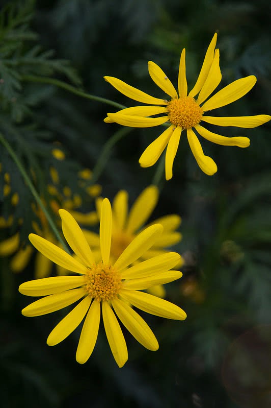 Euryops pectinatus: Identification, Health Benefits, Uses, Invasive ...