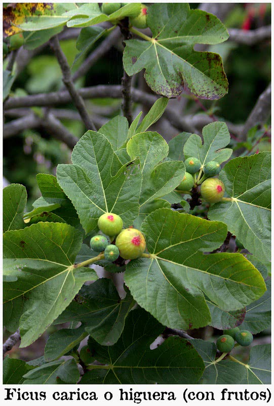 Ficus carica: Identification, Health Benefits, Uses, Invasive Concerns ...