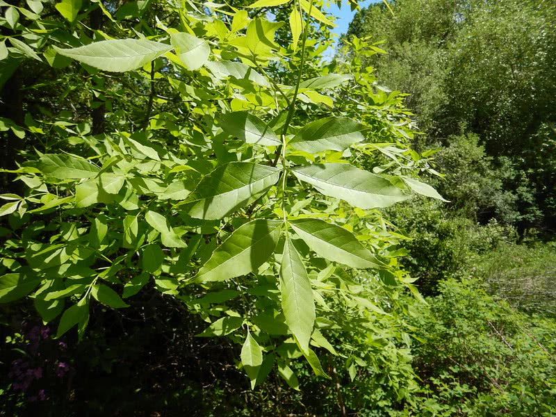 Fraxinus pennsylvanica: Identification, Health Benefits, Uses, Invasive ...