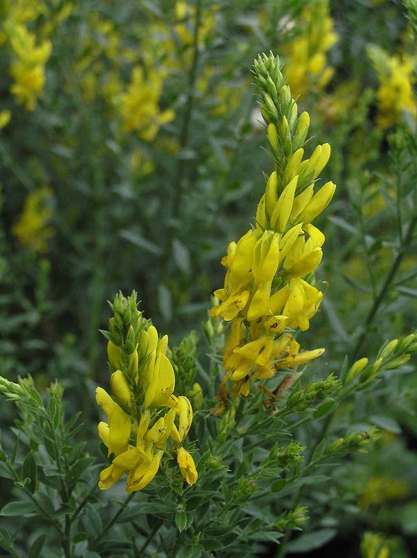 Genista tinctoria: Identification, Health Benefits, Uses, Invasive ...