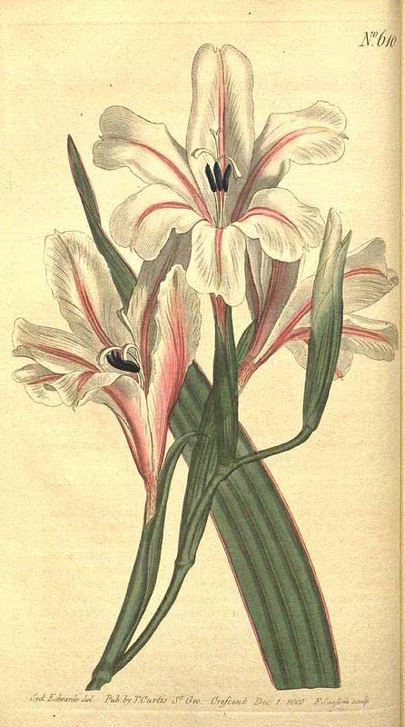 Gladiolus: Identification, Health Benefits, Uses, Invasive Concerns ...