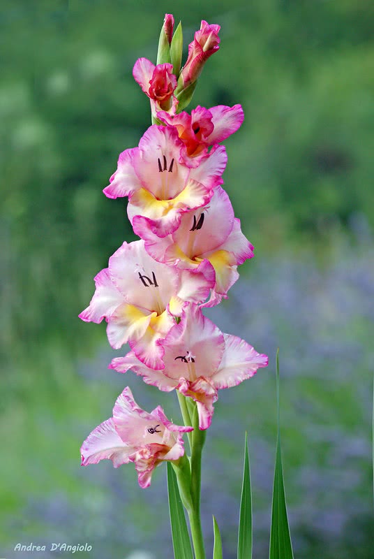Gladiolus: Identification, Health Benefits, Uses, Invasive Concerns ...