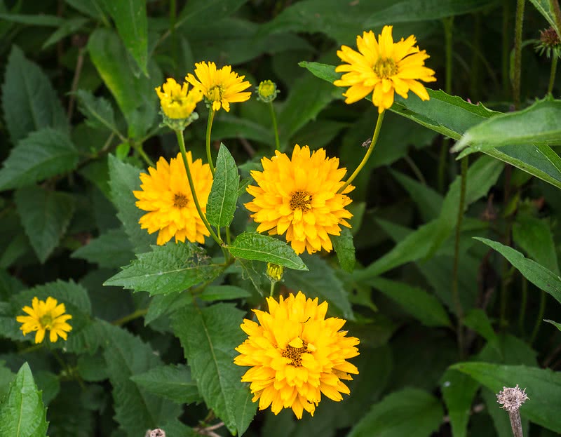 Heliopsis helianthoides: Identification, Health Benefits, Uses ...