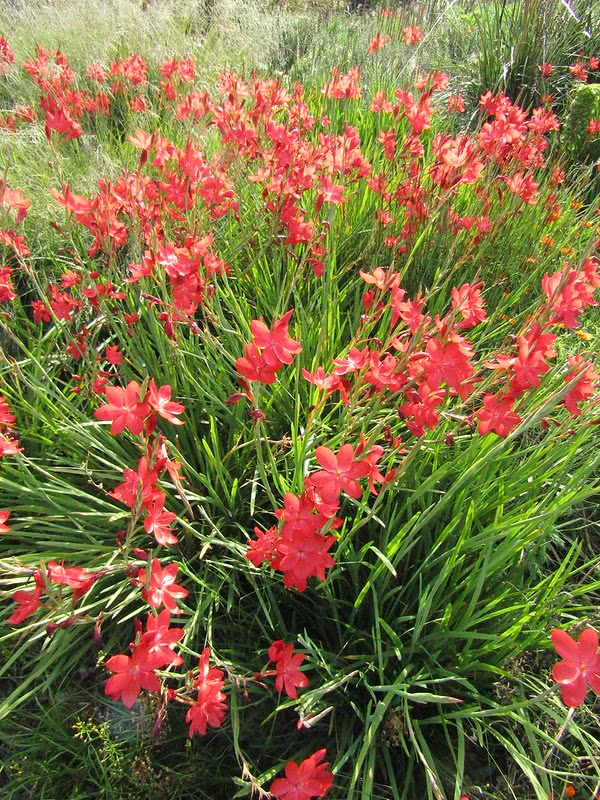Hesperantha: Identification, Health Benefits, Uses, Invasive Concerns ...