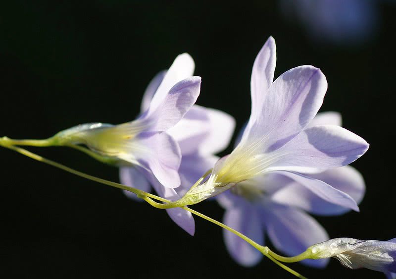 Ixia: Identification, Health Benefits, Uses, Invasive Concerns, and Pet ...
