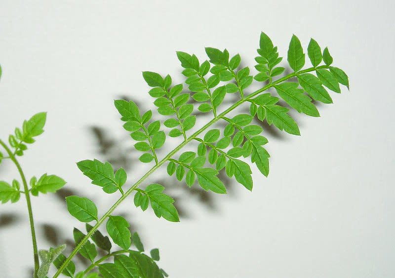 Jacaranda mimosifolia: Identification, Health Benefits, Uses, Invasive ...