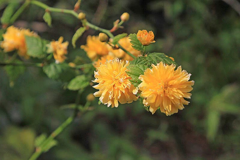 Kerria japonica: Identification, Health Benefits, Uses, Invasive ...