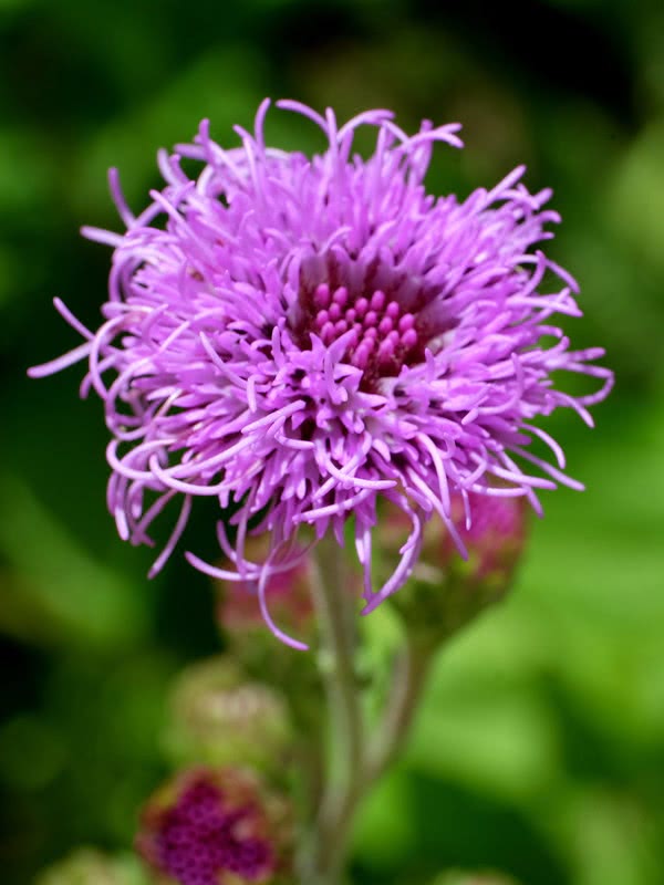 Liatris ligulistylis: Identification, Health Benefits, Uses, Invasive ...