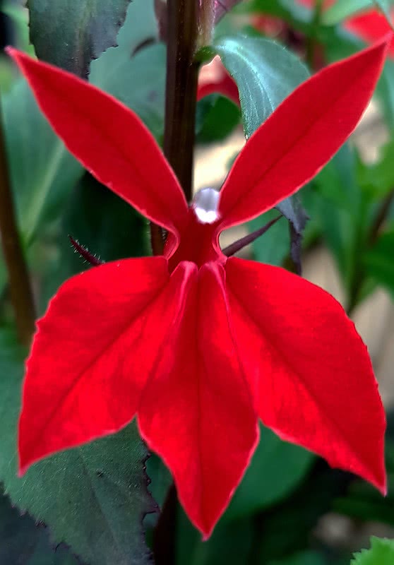 Lobelia cardinalis: Identification, Health Benefits, Uses, Invasive ...