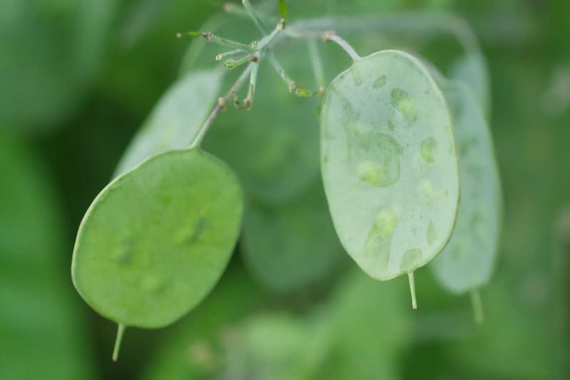 Lunaria annua: Identification, Health Benefits, Uses, Invasive Concerns ...