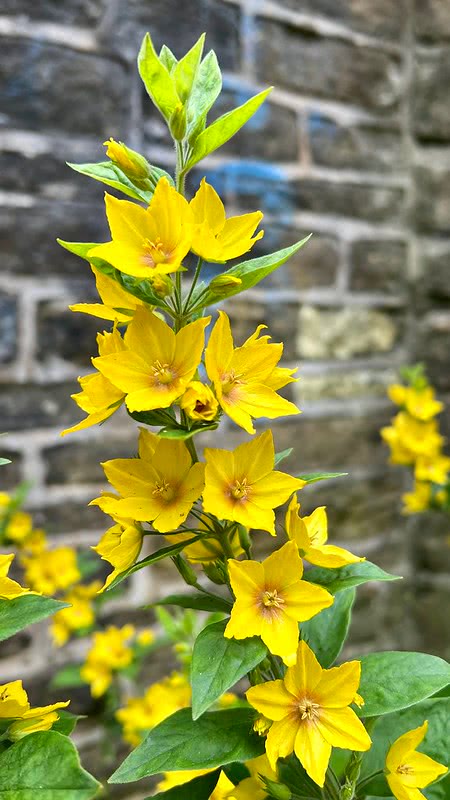 Lysimachia punctata: Identification, Health Benefits, Uses, Invasive ...