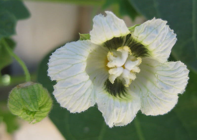 Momordica balsamina: Identification, Health Benefits, Uses, Invasive ...