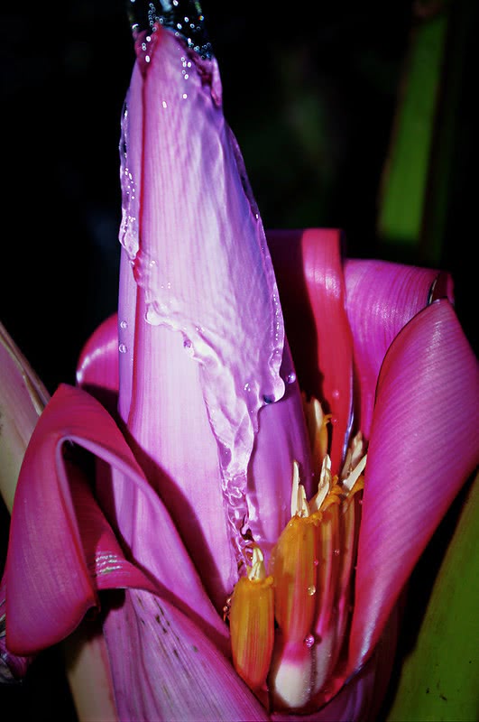 Musa velutina: Identification, Health Benefits, Uses, Invasive Concerns ...