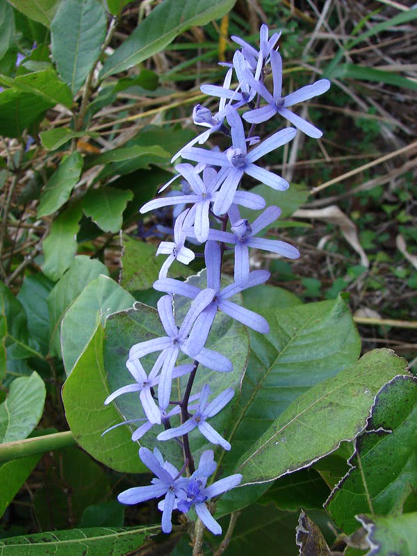 Petrea volubilis: Identification, Health Benefits, Uses, Invasive ...