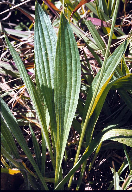 Plantago lanceolata: Identification, Health Benefits, Uses, Invasive ...