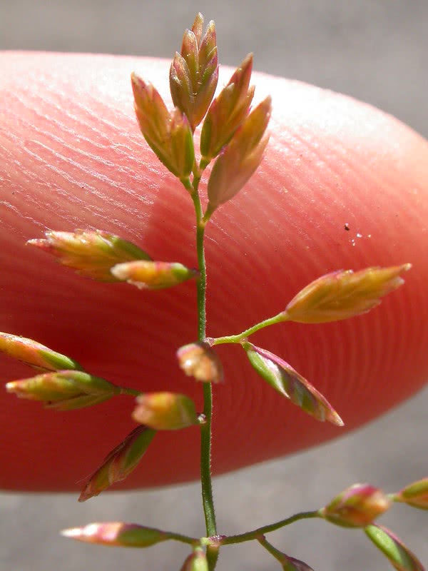 Poa compressa: Identification, Health Benefits, Uses, Invasive Concerns ...