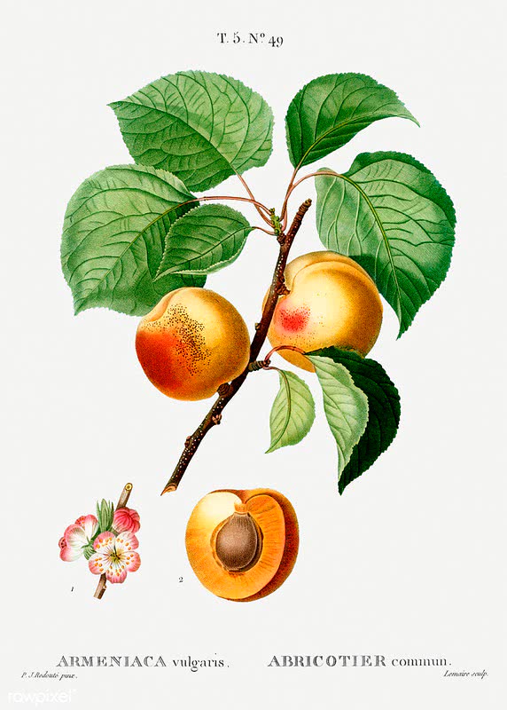 Prunus armeniaca: Identification, Health Benefits, Uses, Invasive ...