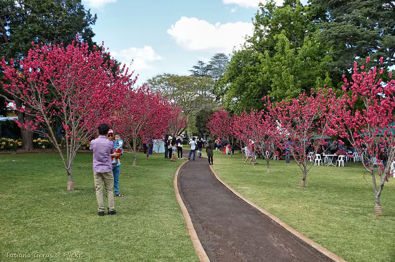 Prunus x blireiana: Identification, Health Benefits, Uses, Invasive ...