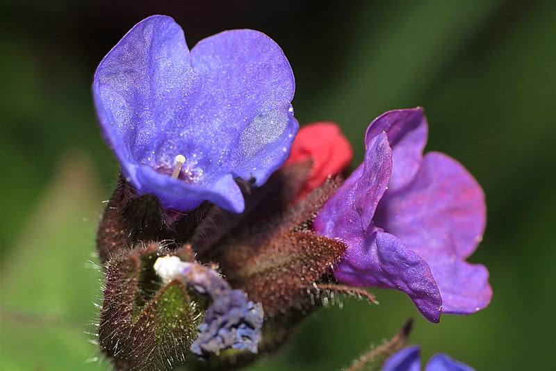 Pulmonaria officinalis: Identification, Health Benefits, Uses, Invasive ...