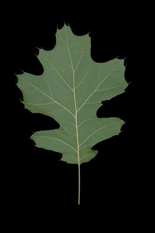 Quercus velutina: Identification, Health Benefits, Uses, Invasive ...