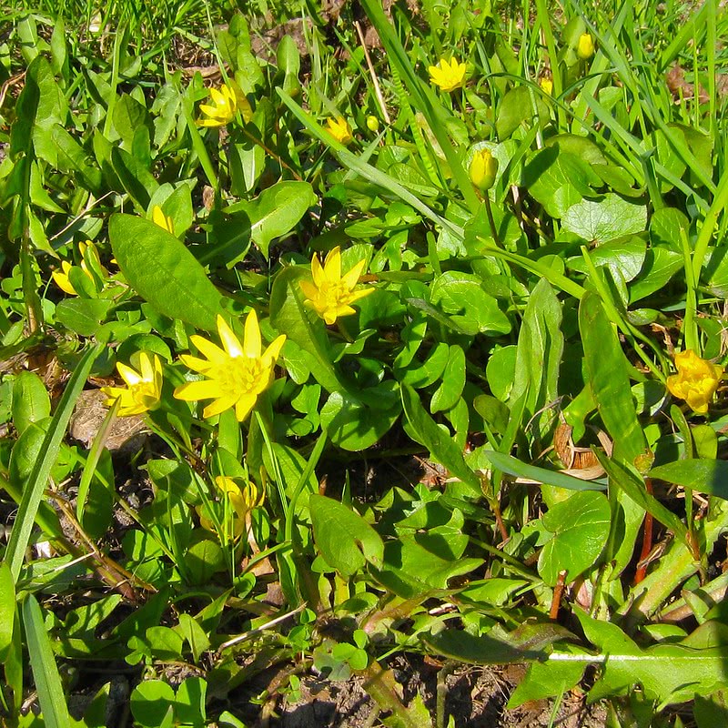 Ranunculus ficaria: Identification, Health Benefits, Uses, Invasive ...