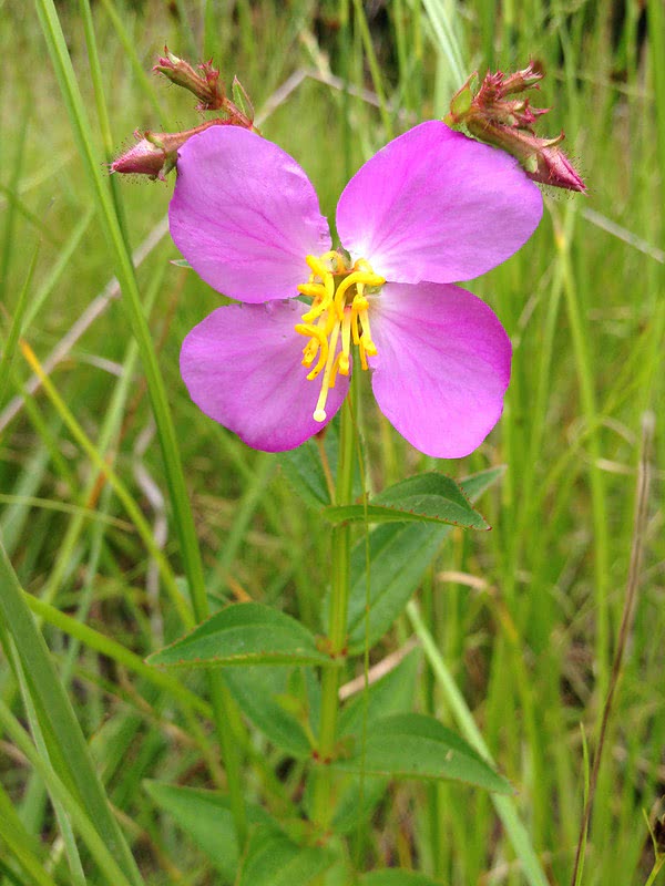 Rhexia virginica: Identification, Health Benefits, Uses, Invasive ...