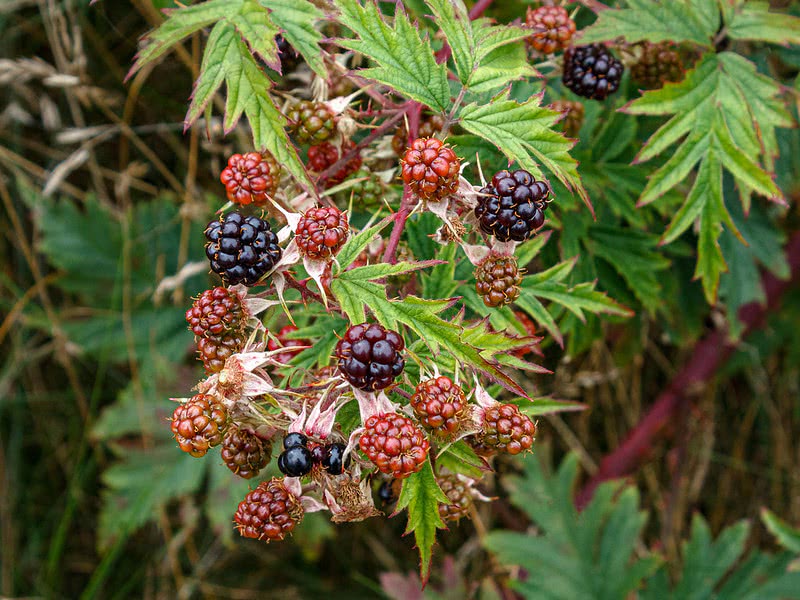 Rubus laciniatus: Identification, Health Benefits, Uses, Invasive ...