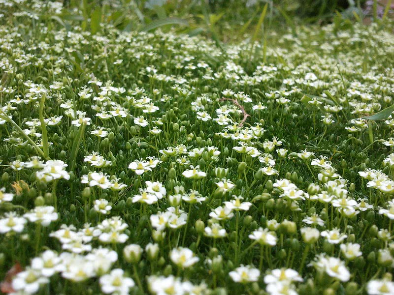 Sagina subulata: Identification, Health Benefits, Uses, Invasive ...
