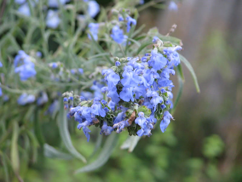 Salvia azurea: Identification, Health Benefits, Uses, Invasive Concerns ...