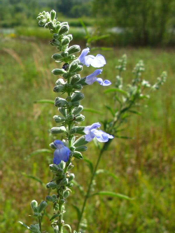 Salvia azurea: Identification, Health Benefits, Uses, Invasive Concerns ...