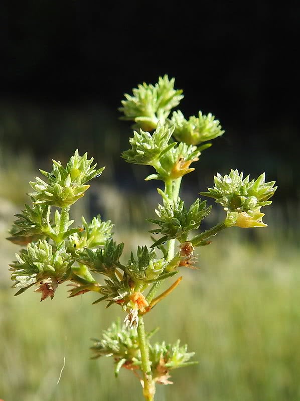 Scleranthus annuus: Identification, Health Benefits, Uses, Invasive ...