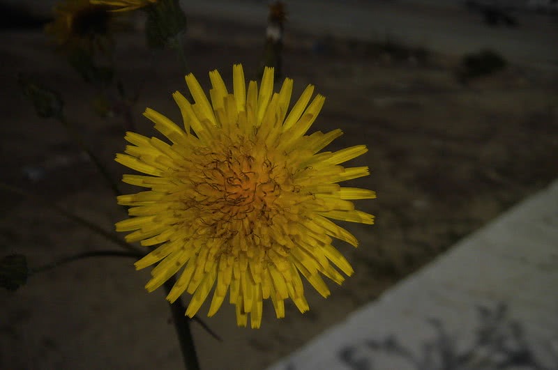 Sonchus asper: Identification, Health Benefits, Uses, Invasive Concerns ...