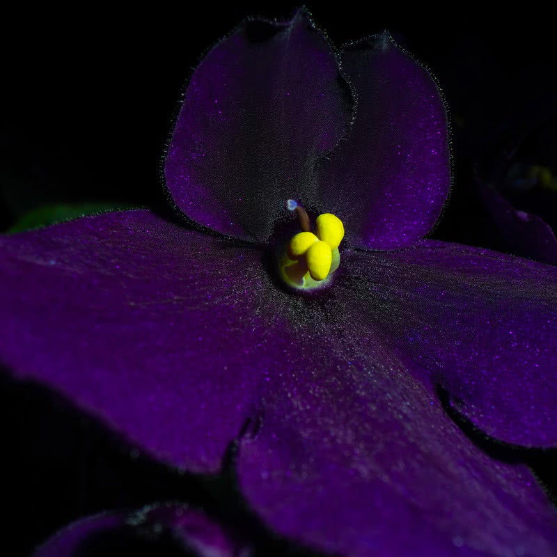 Streptocarpus ionanthus: Identification, Health Benefits, Uses ...